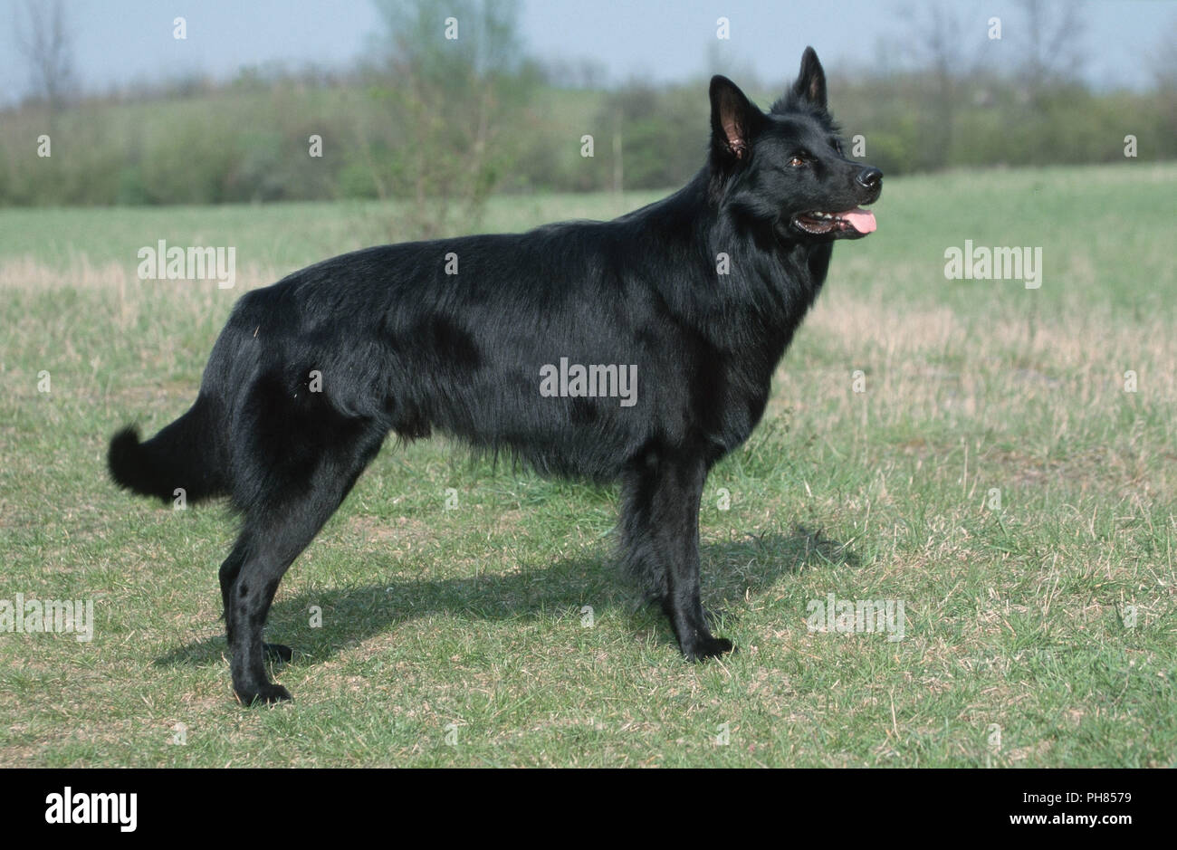 Old german dog breed hi-res stock photography and images - Alamy