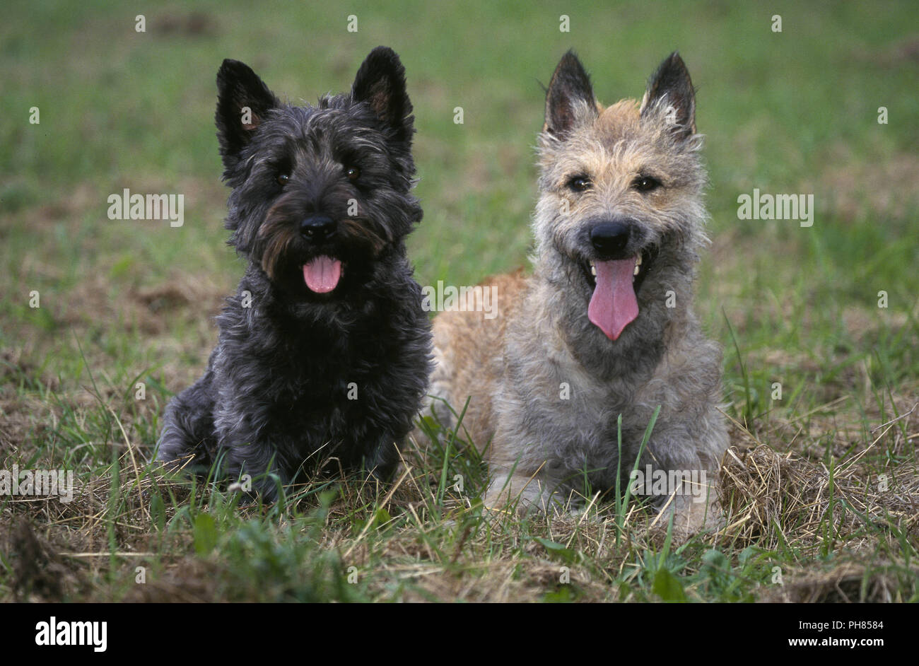 Belgian Malinois Terrier Mix