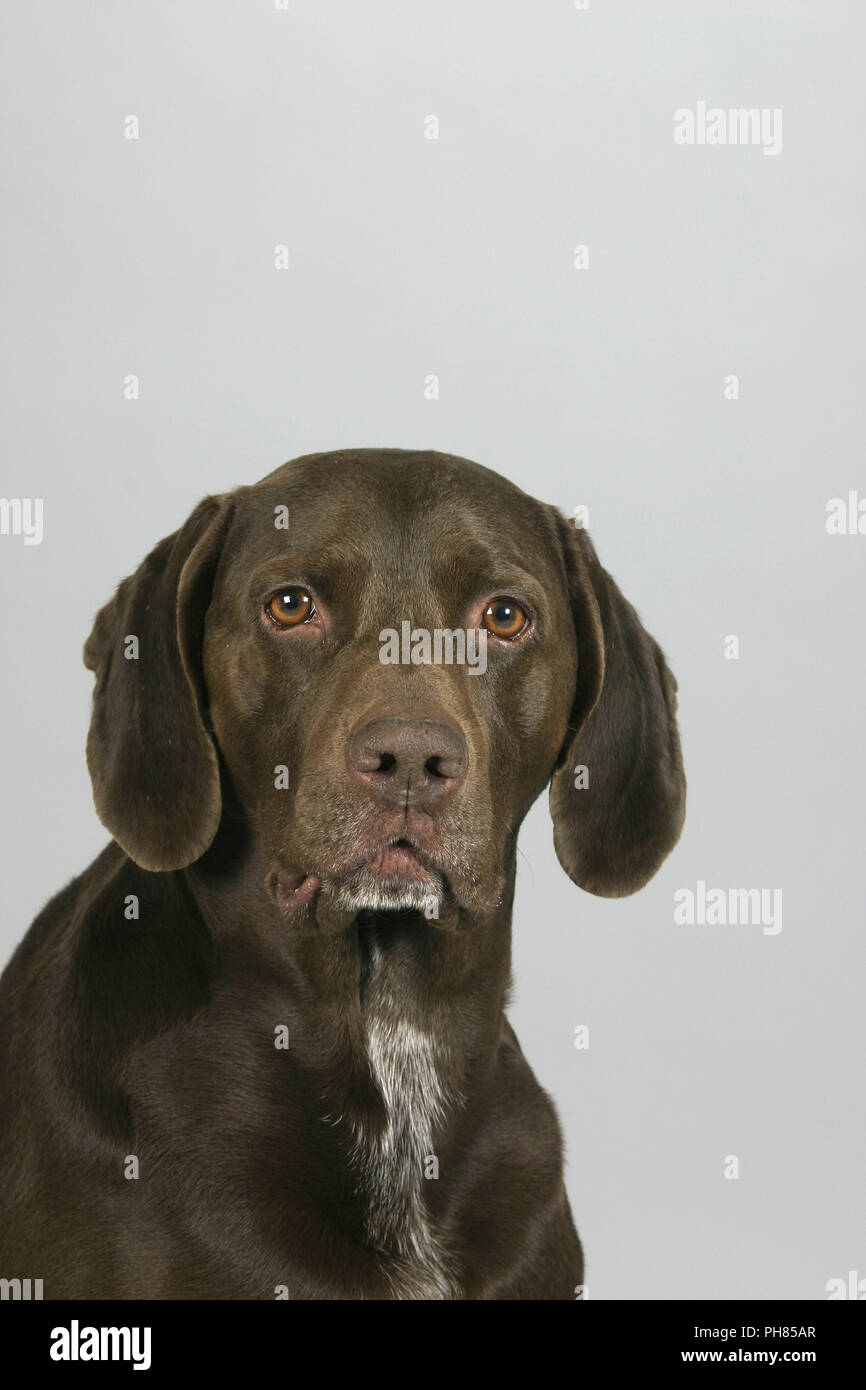 Smooth hair dog hi-res stock photography and images - Alamy