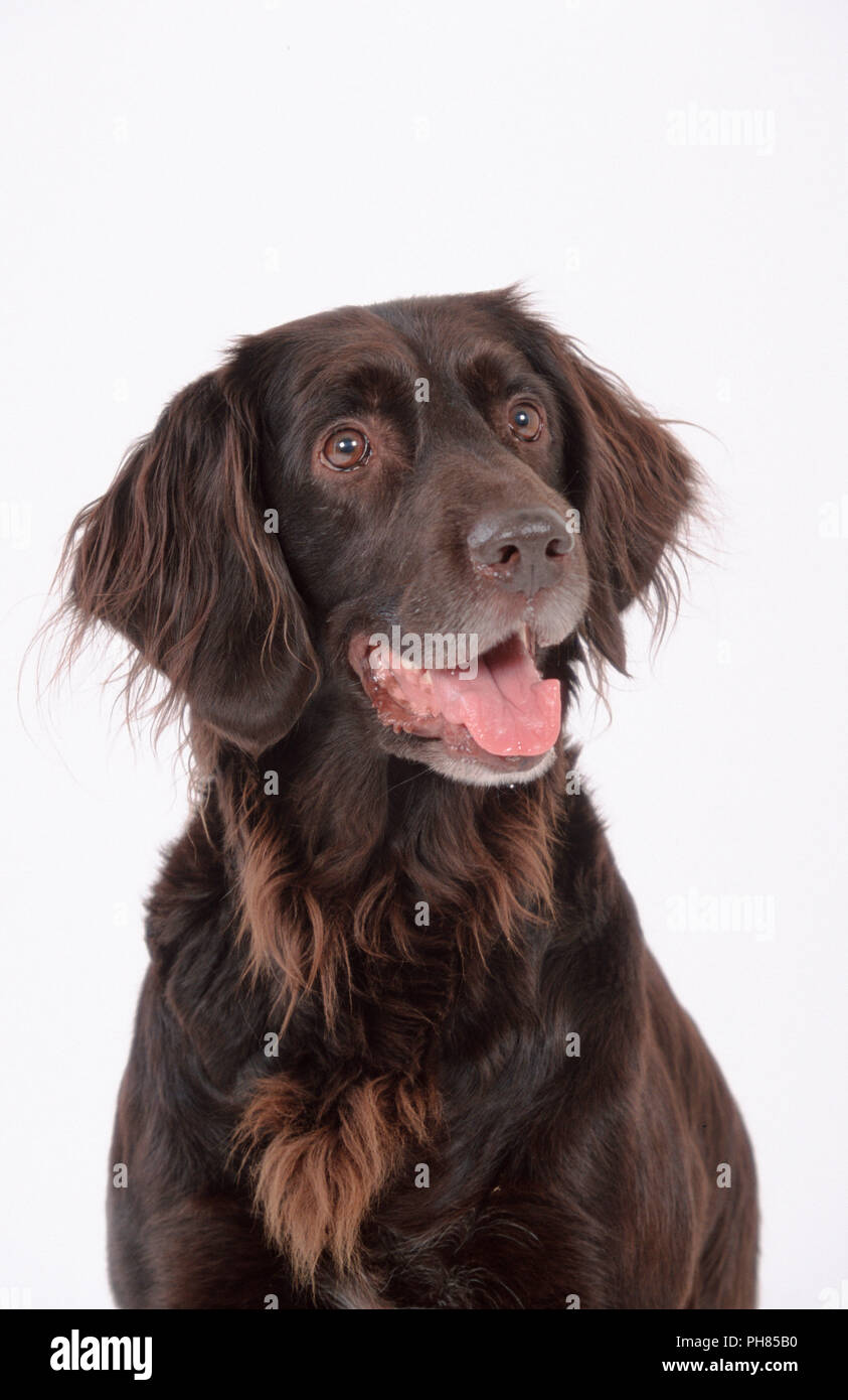 German long haired pointer hi-res stock photography and images - Alamy
