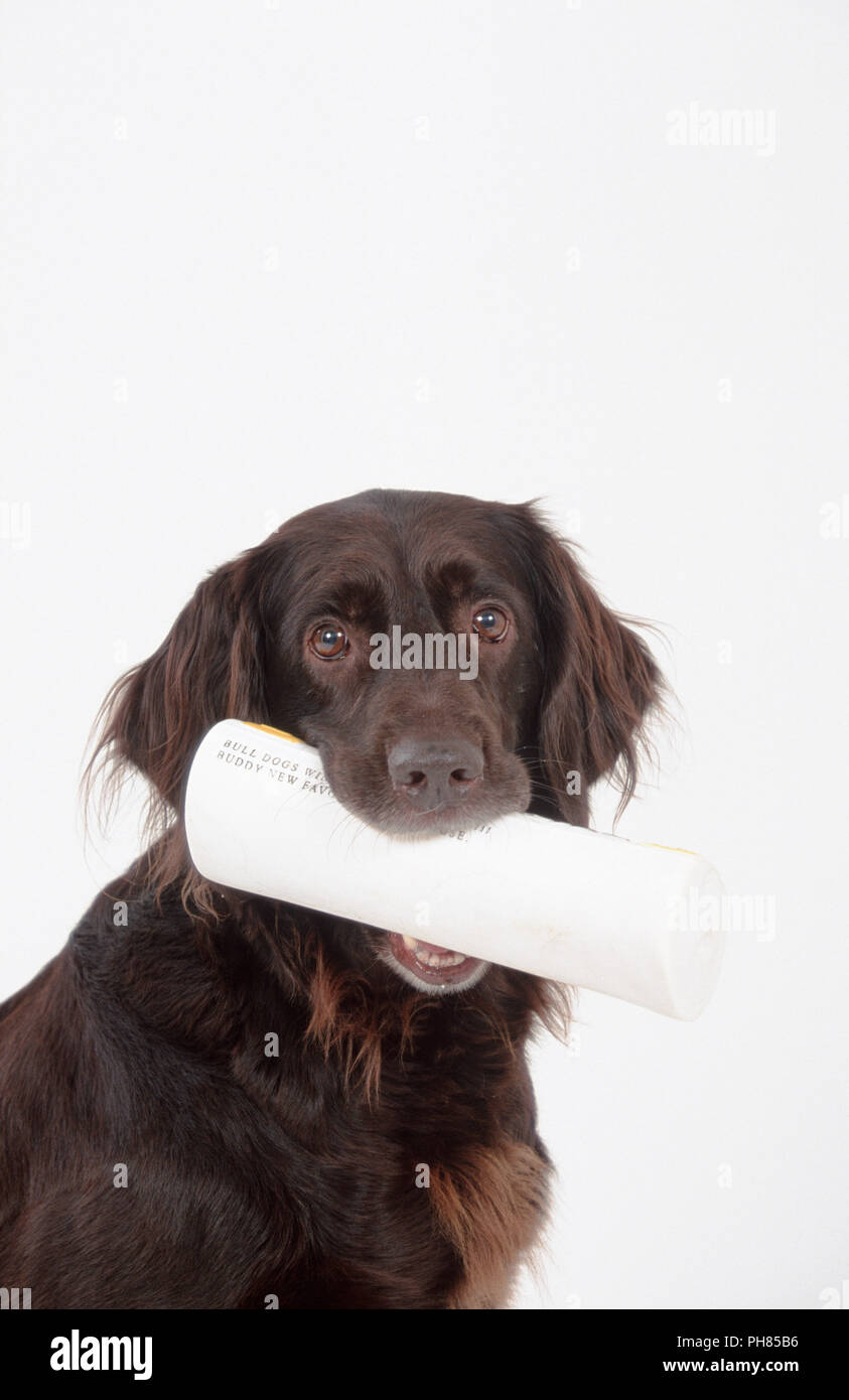 German long haired pointer hi-res stock photography and images - Alamy