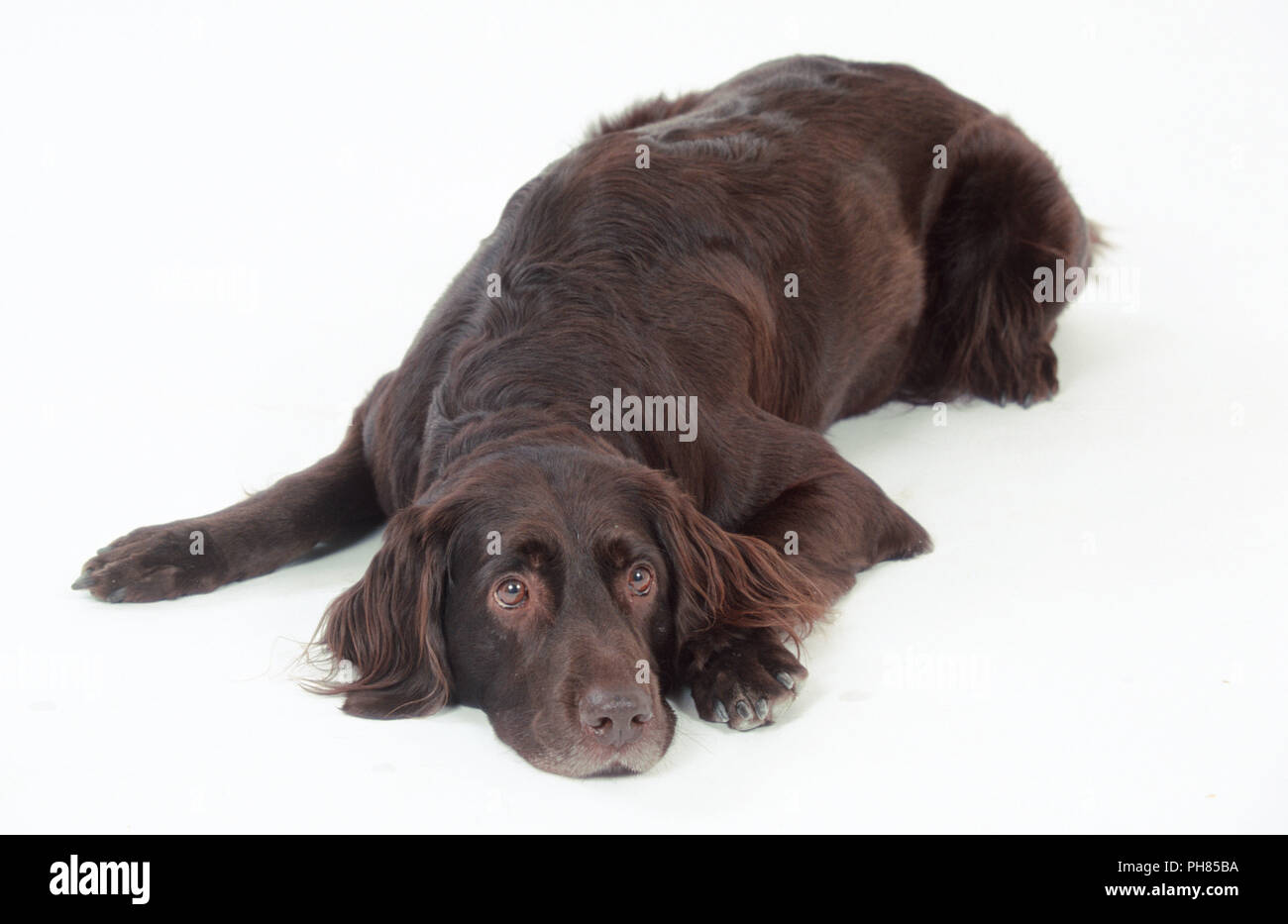 German long haired pointer hi-res stock photography and images - Alamy