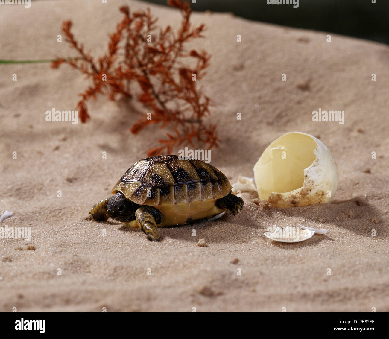 Greek Tortoise, Hermann's Tortoise as a pet Stock Photo - Alamy