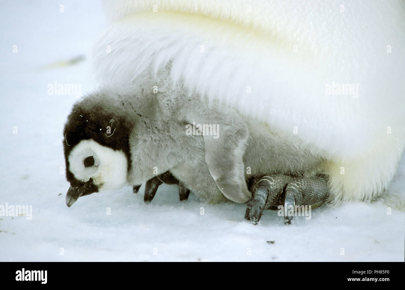 Kaiserpinguin hi-res stock photography and images - Alamy