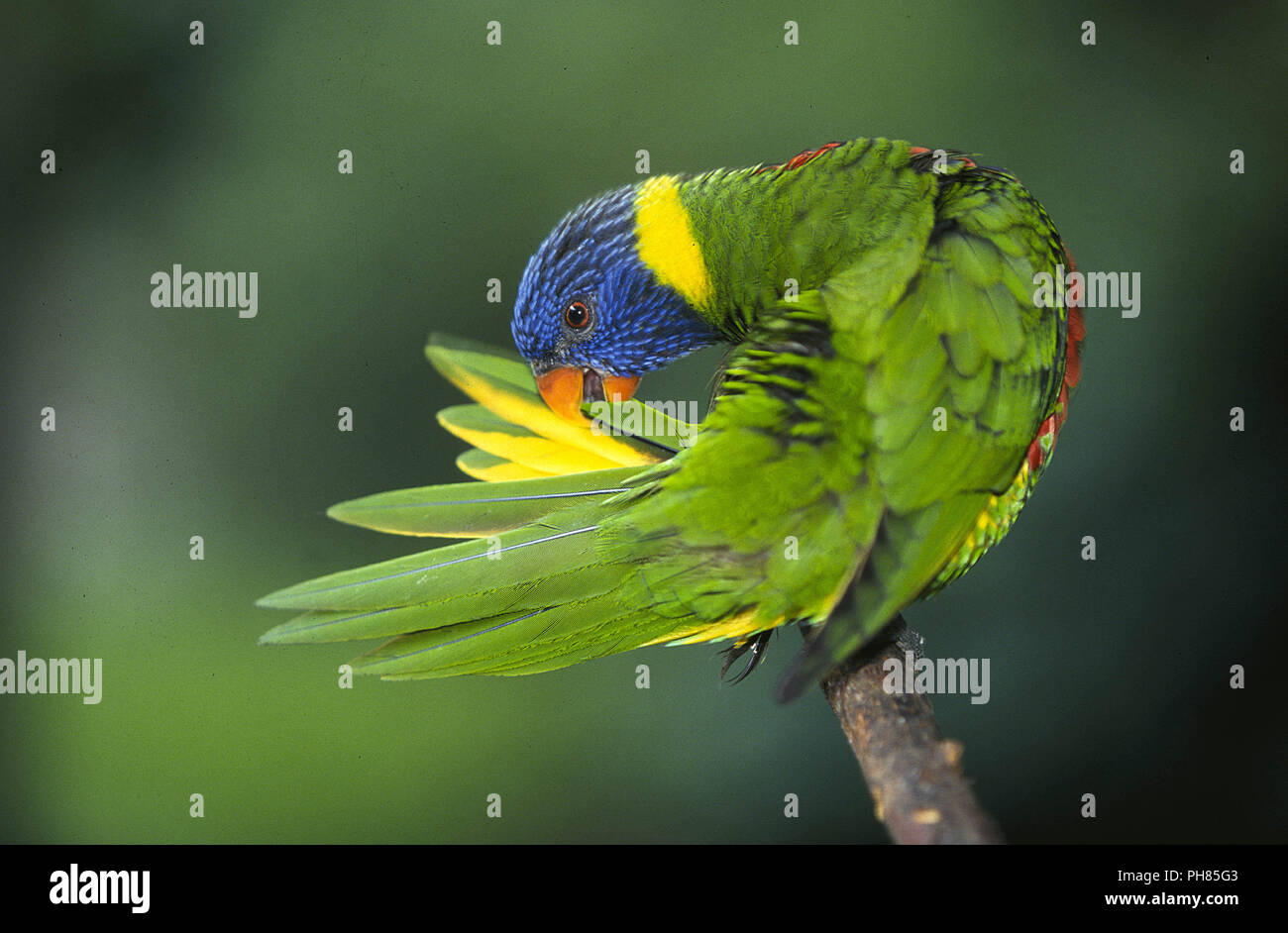 Coconut Lorikeets High Resolution Stock Photography and Images - Alamy