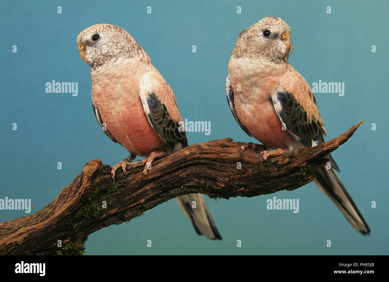 Bourkes parrot hi-res stock photography and images - Alamy