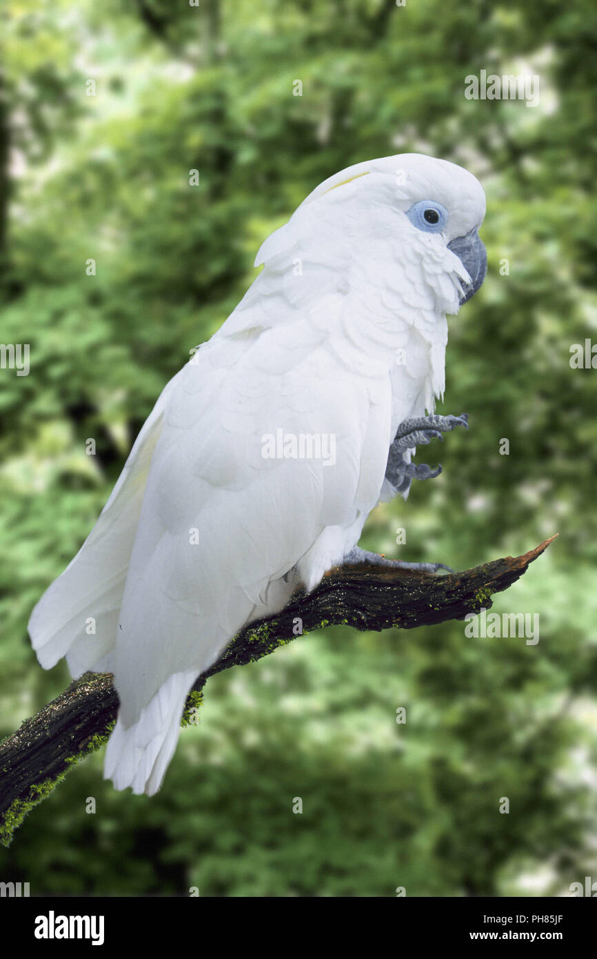 Blue Cockatoo Bird
