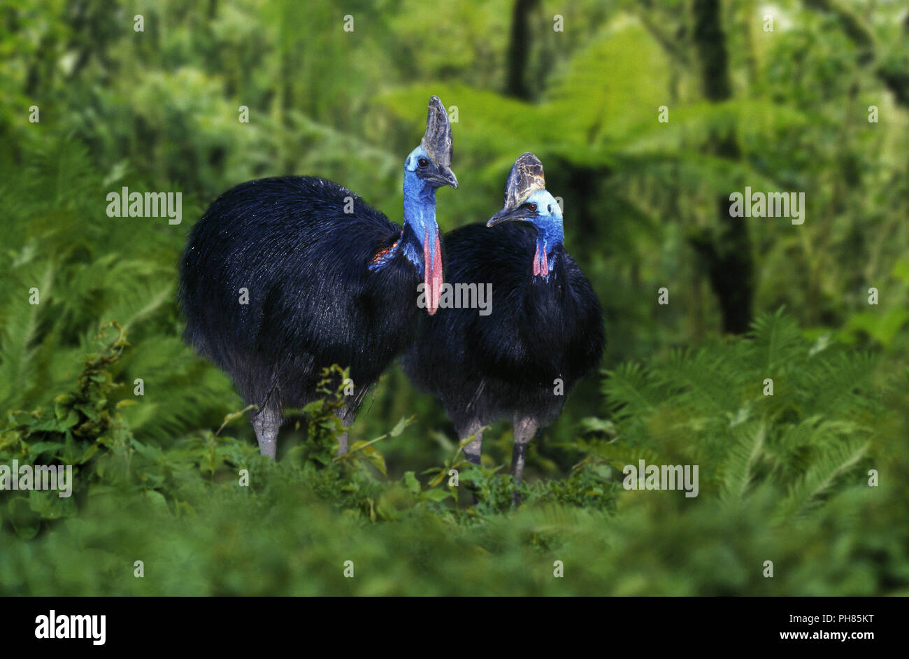 Australian cassowary hi-res stock photography and images - Alamy