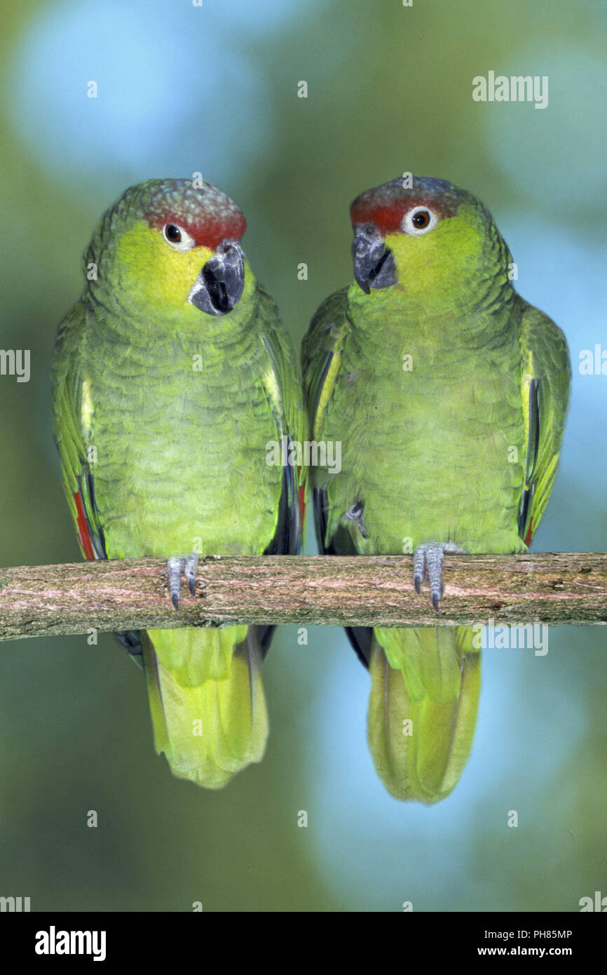 Amazona Autumnalis High Resolution Stock Photography and Images - Alamy