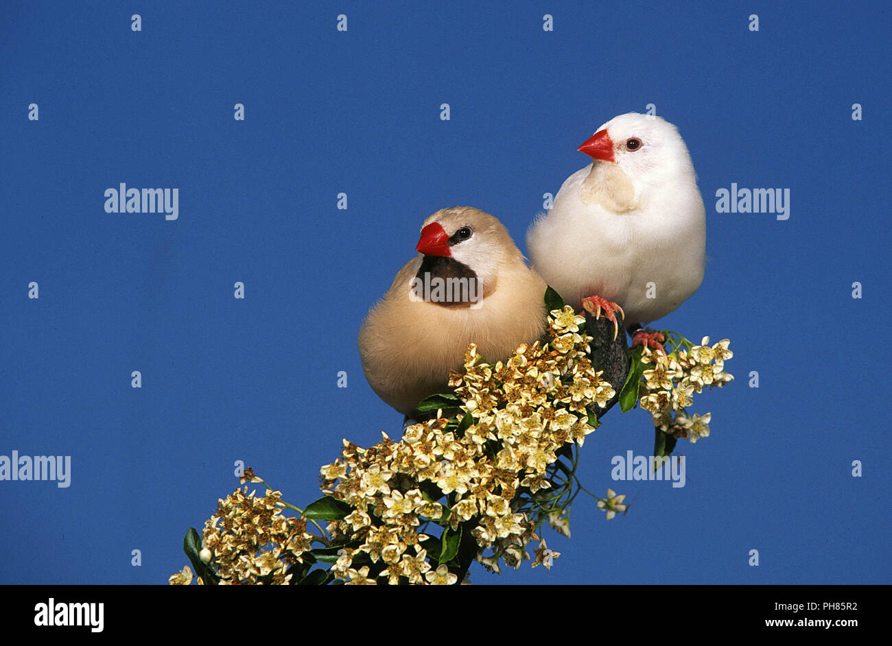 Long tailed finch hi-res stock photography and images - Alamy
