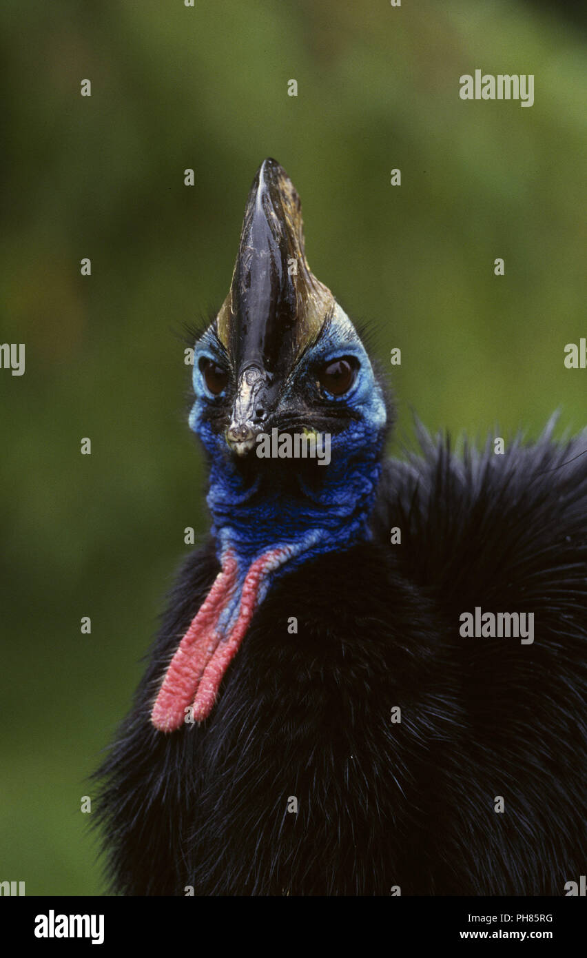 Southern double wattled cassowary casuarius casuarius hi-res stock ...