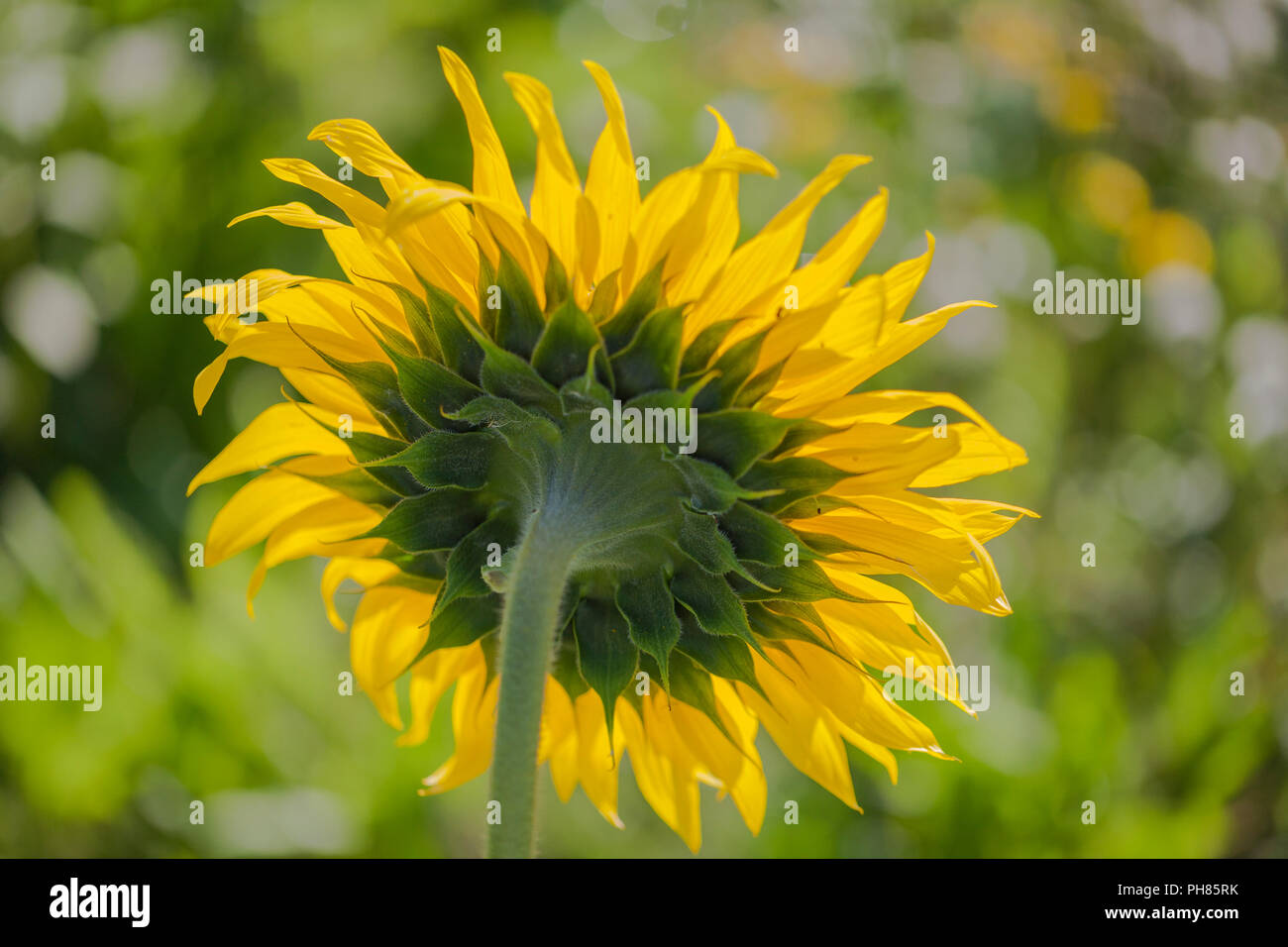 Bud of sunflower Stock Photo - Alamy