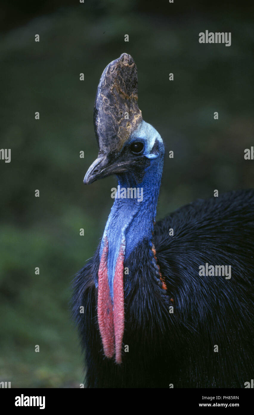 Doublewattled cassowary hi-res stock photography and images - Alamy