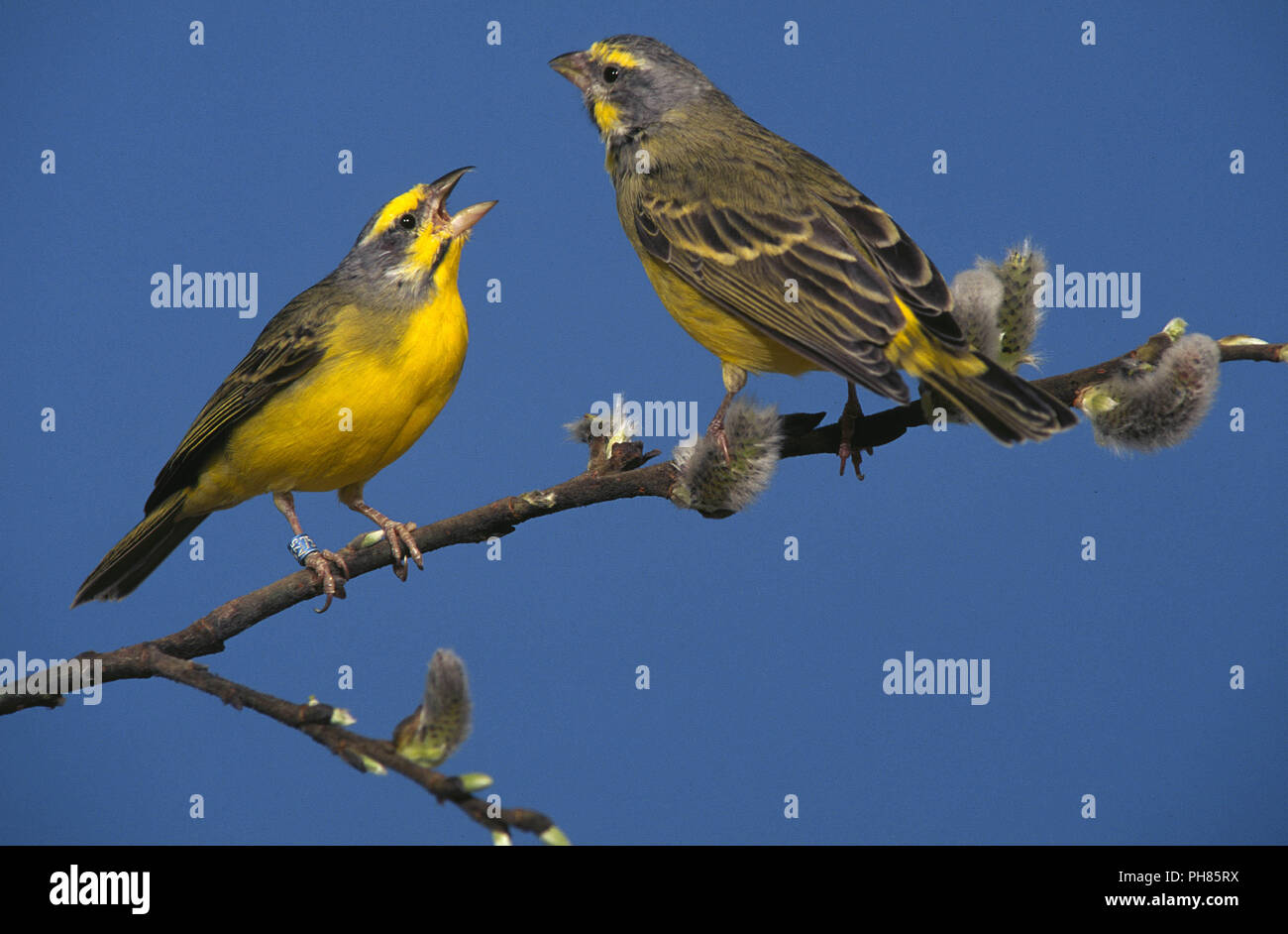 Yellow fronted canary serinus mozambicus hi-res stock photography and ...