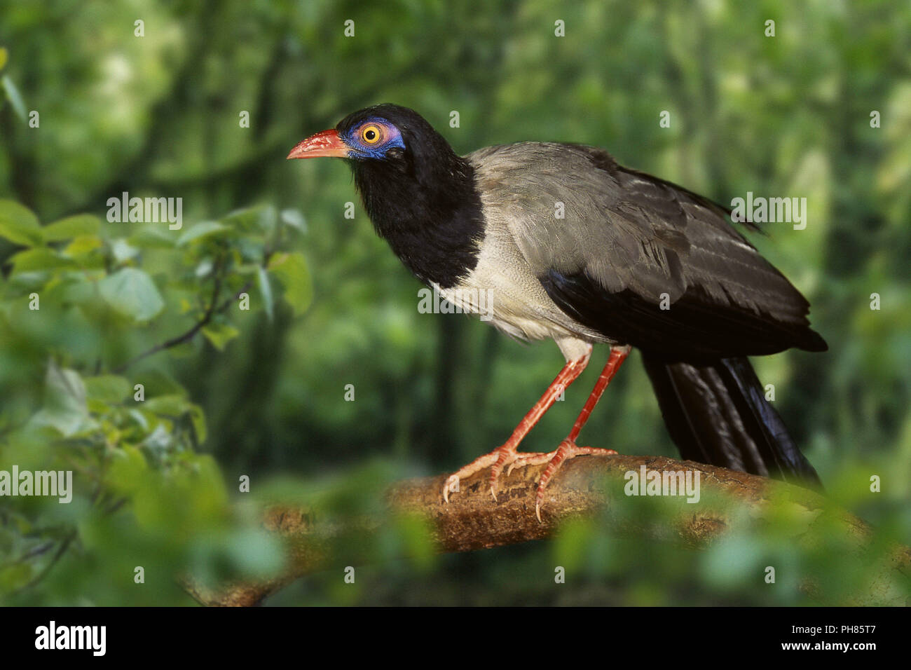 Red billed ground cuckoo hi-res stock photography and images - Alamy