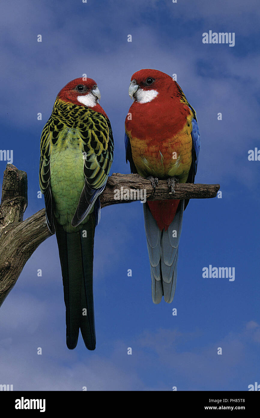 Rosella Pair High Resolution Stock Photography and Images - Alamy