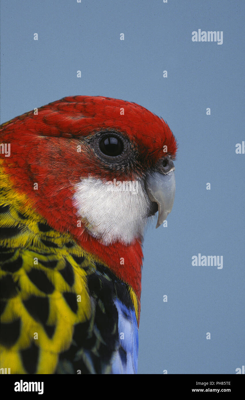 Eastern rosella hi-res stock photography and images - Alamy
