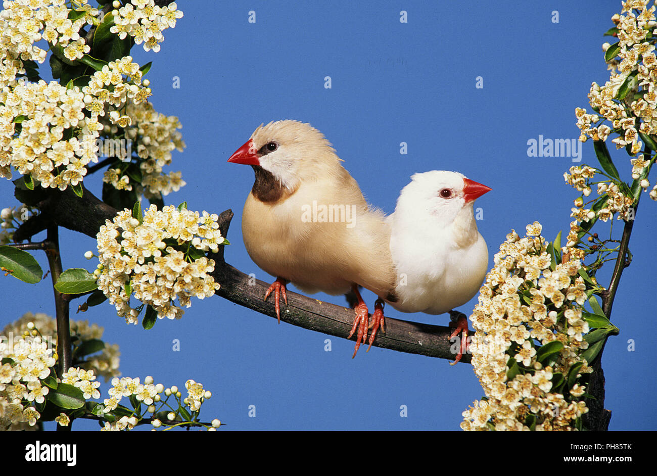 Long tailed finch hi-res stock photography and images - Alamy