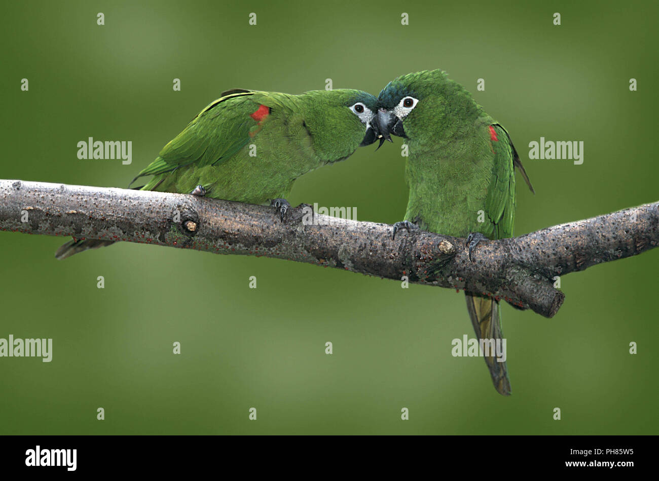 Hahns macaw hi-res stock photography and images - Alamy