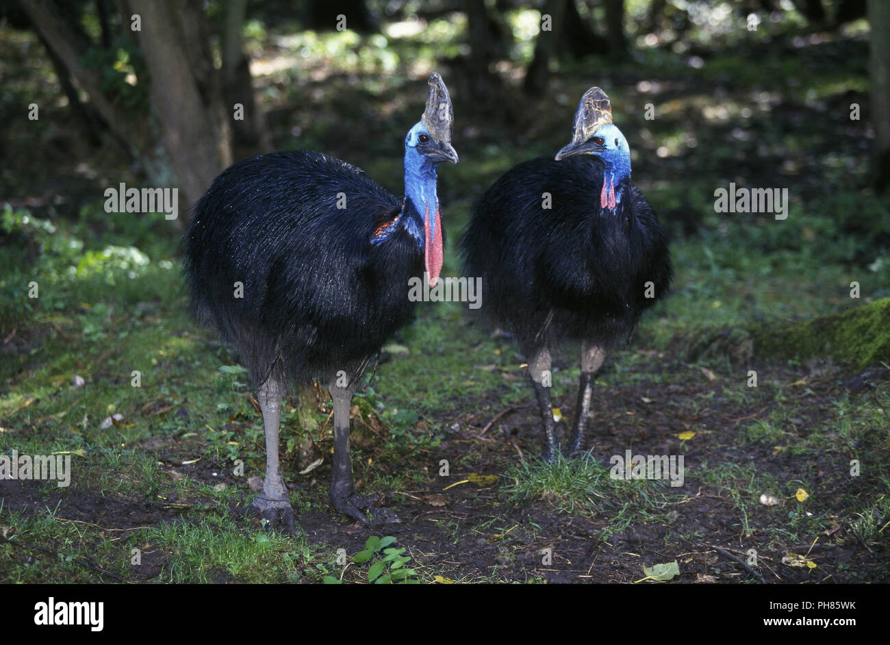Southern double wattled cassowary casuarius casuarius hi-res stock ...