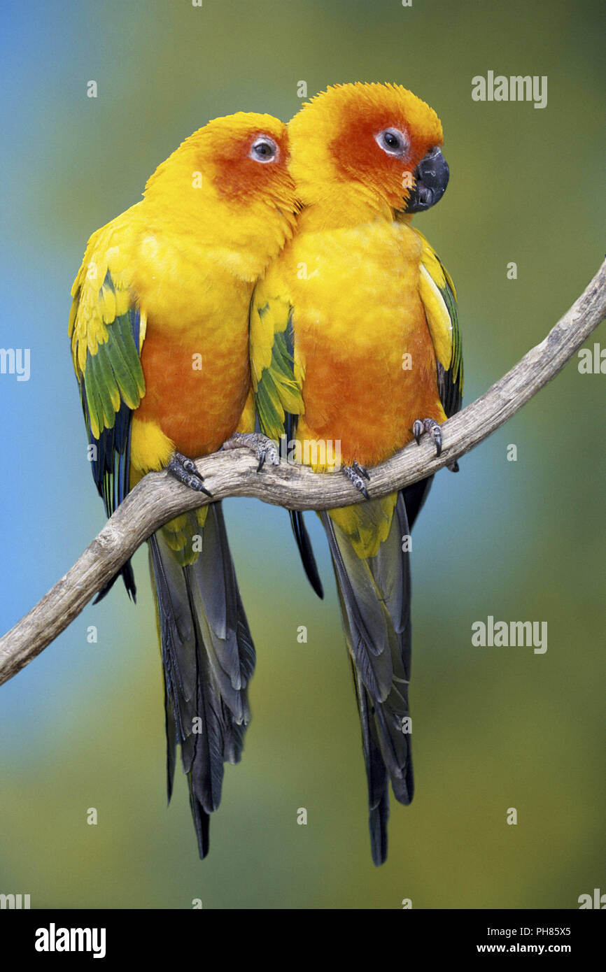 Jendaya conure hi-res stock photography and images - Alamy
