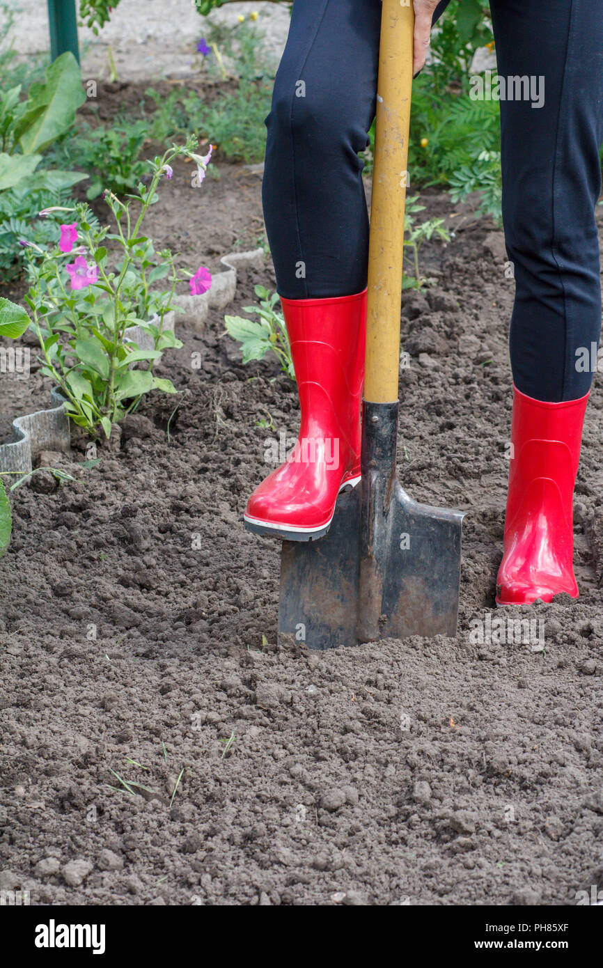 Gardener in red rubber boots is digging soil on a bed. Female farmer ...