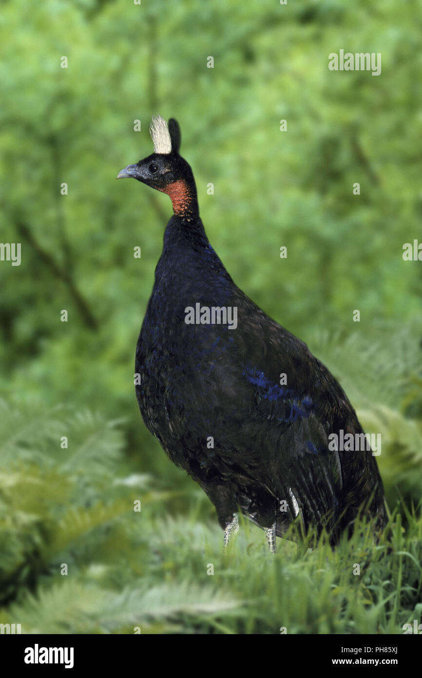 Congo peafowl hi-res stock photography and images - Alamy