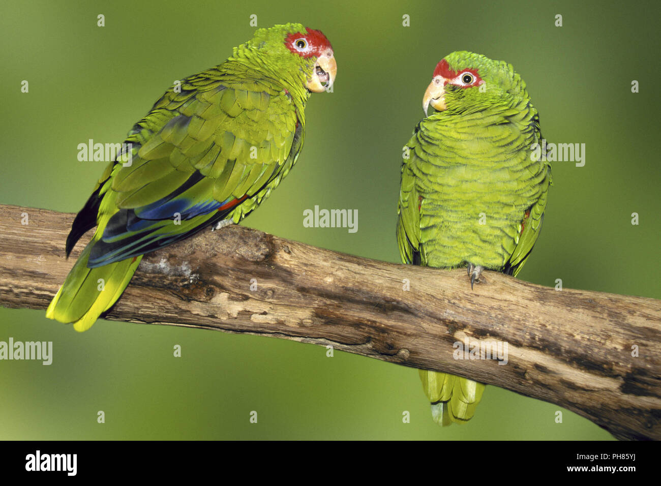 Red spectacled parrots hi-res stock photography and images - Alamy