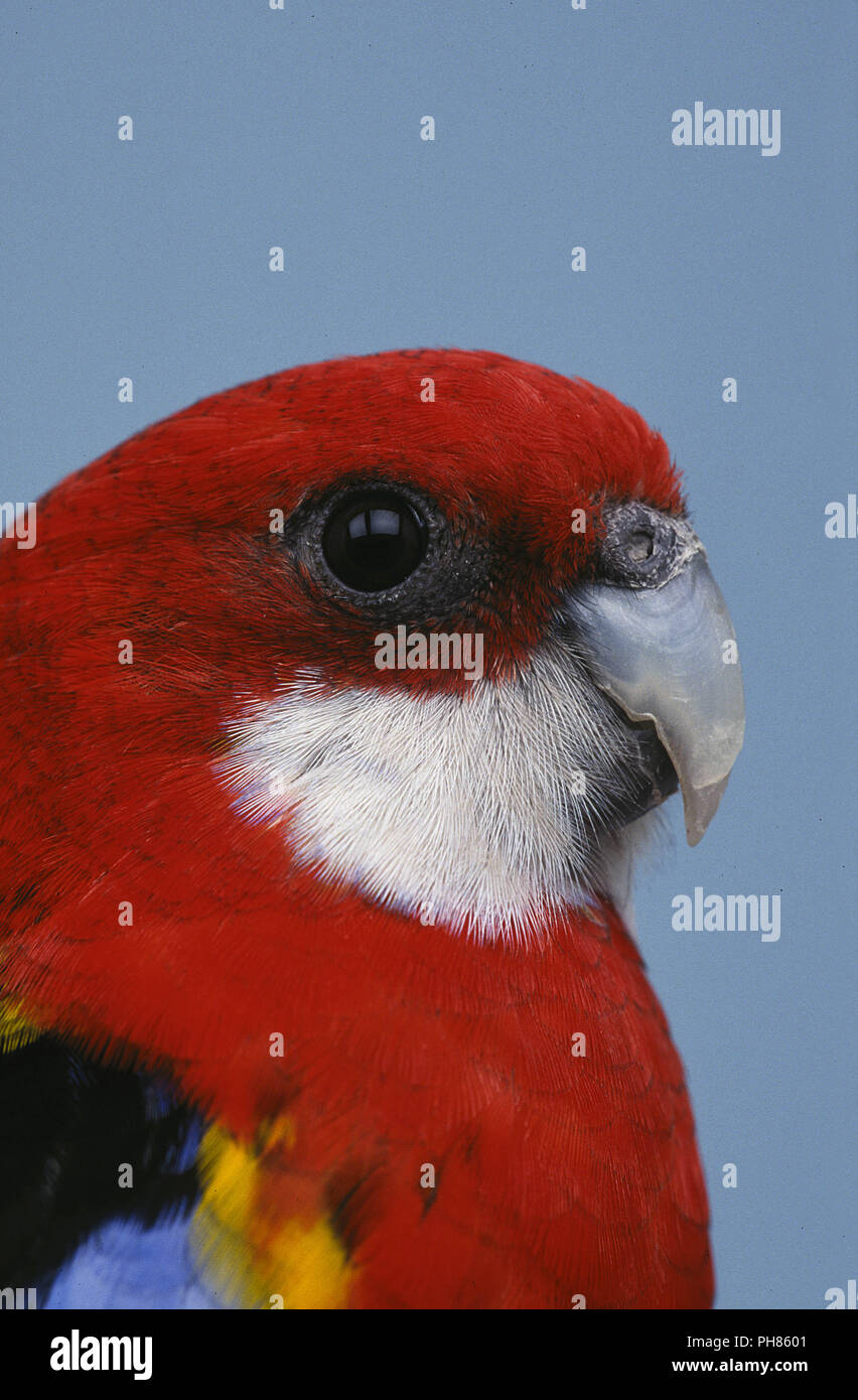 Eastern rosella hi-res stock photography and images - Alamy