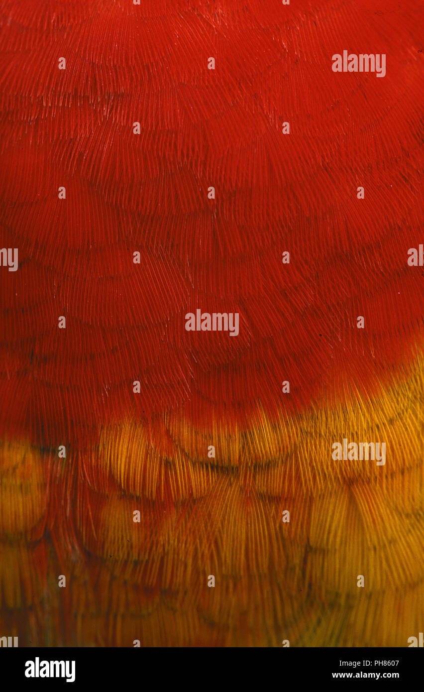 Eastern Rosellas High Resolution Stock Photography and Images - Alamy