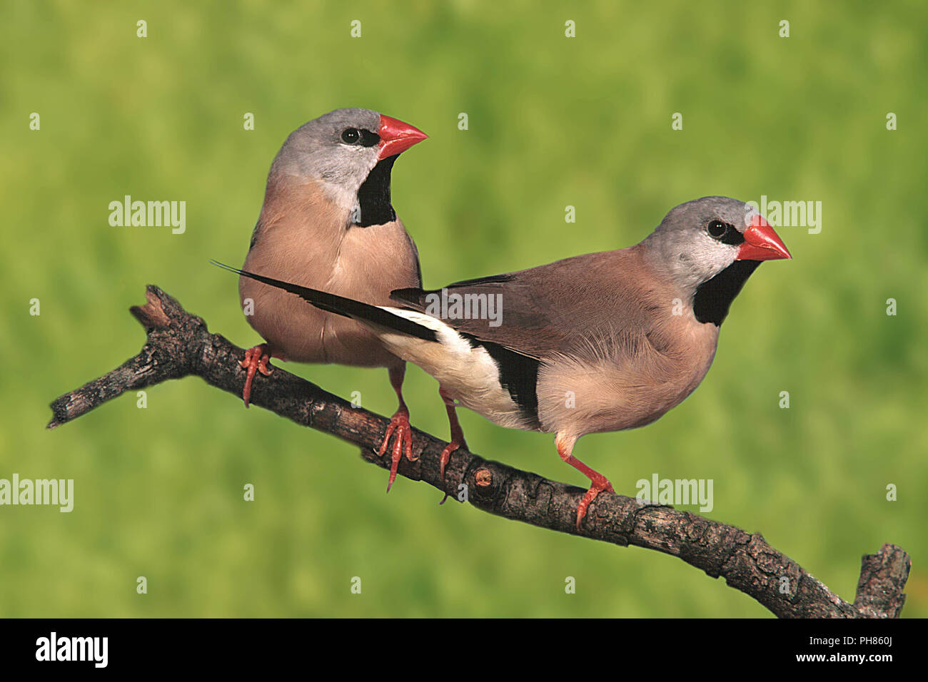 Spitzschwanzamadinen hi-res stock photography and images - Alamy