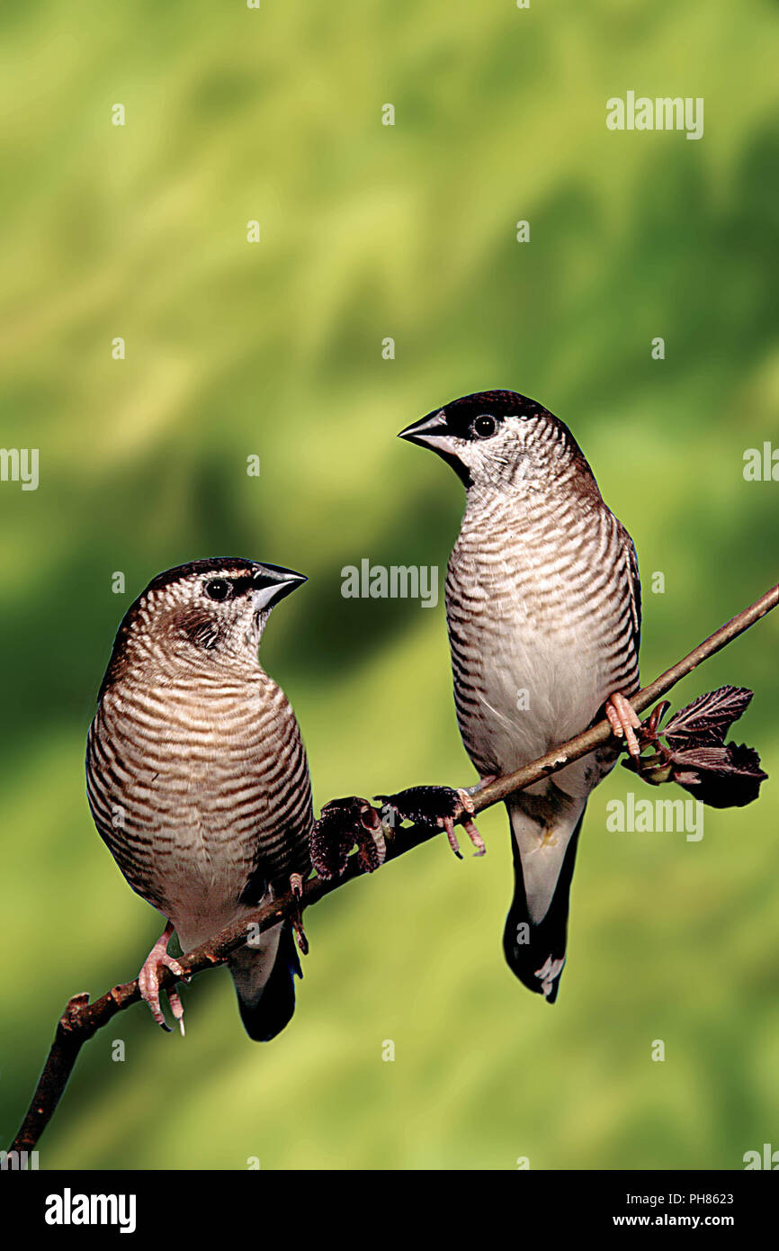 Plum head finches hi-res stock photography and images - Alamy