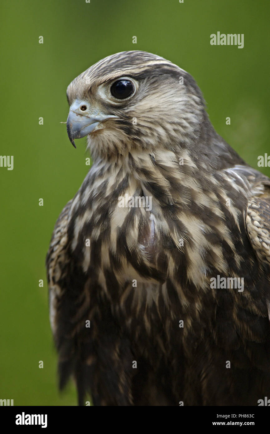 Junger Luggerfalke (Portrait) Young Laggar Falcon (Portrait Stock Photo ...