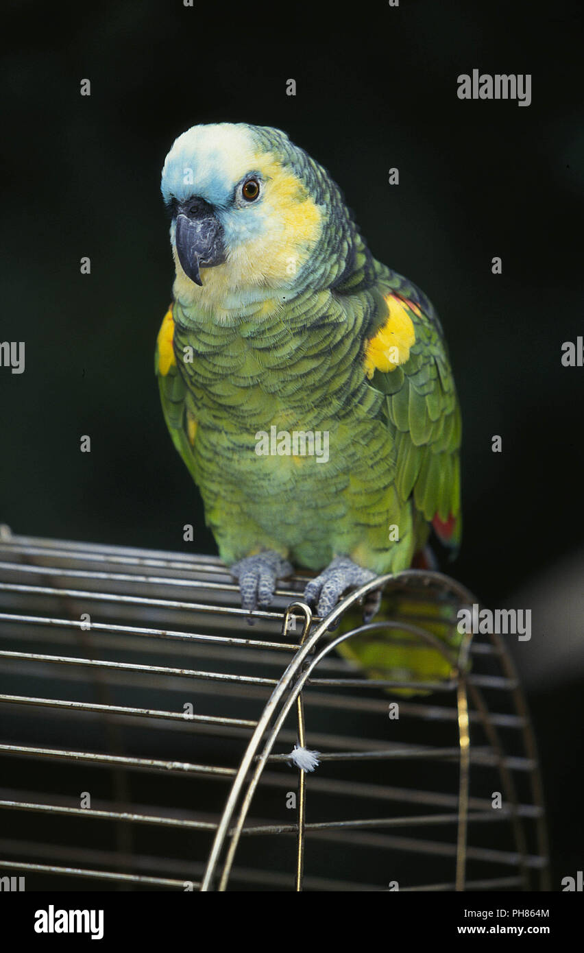 Turquoisefronted amazons hi-res stock photography and images - Alamy