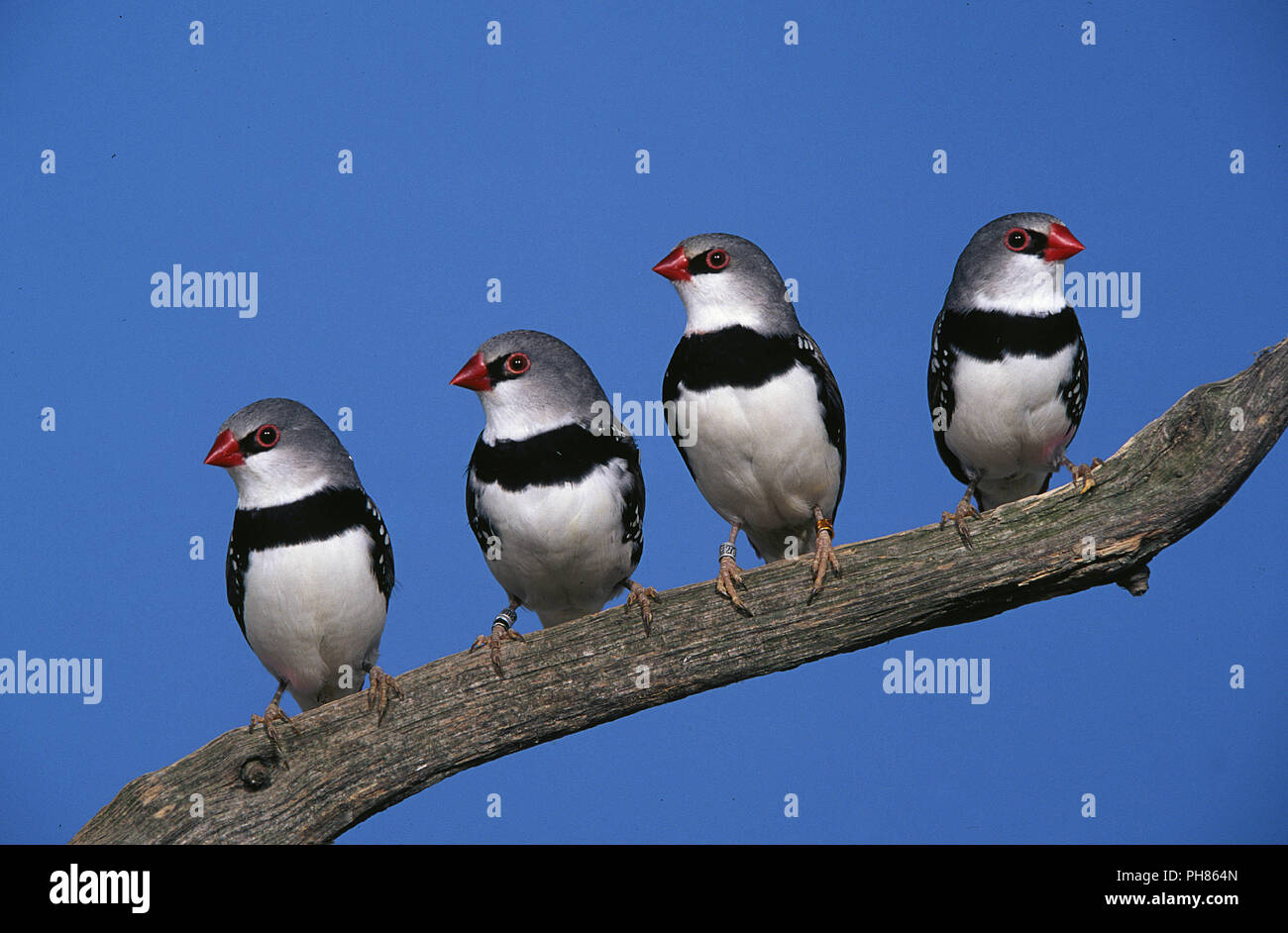 Diamond finches hi-res stock photography and images - Alamy