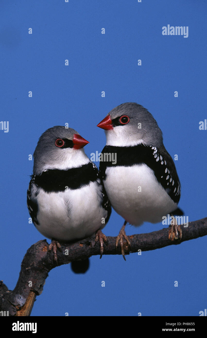 Diamond finches hi-res stock photography and images - Alamy