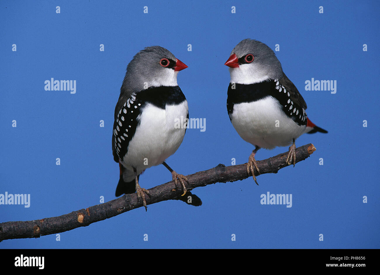 Diamond Firetail Finch High Resolution Stock Photography and Images - Alamy