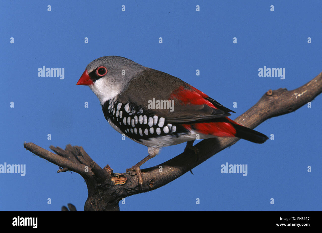 Diamond finches hi-res stock photography and images - Alamy