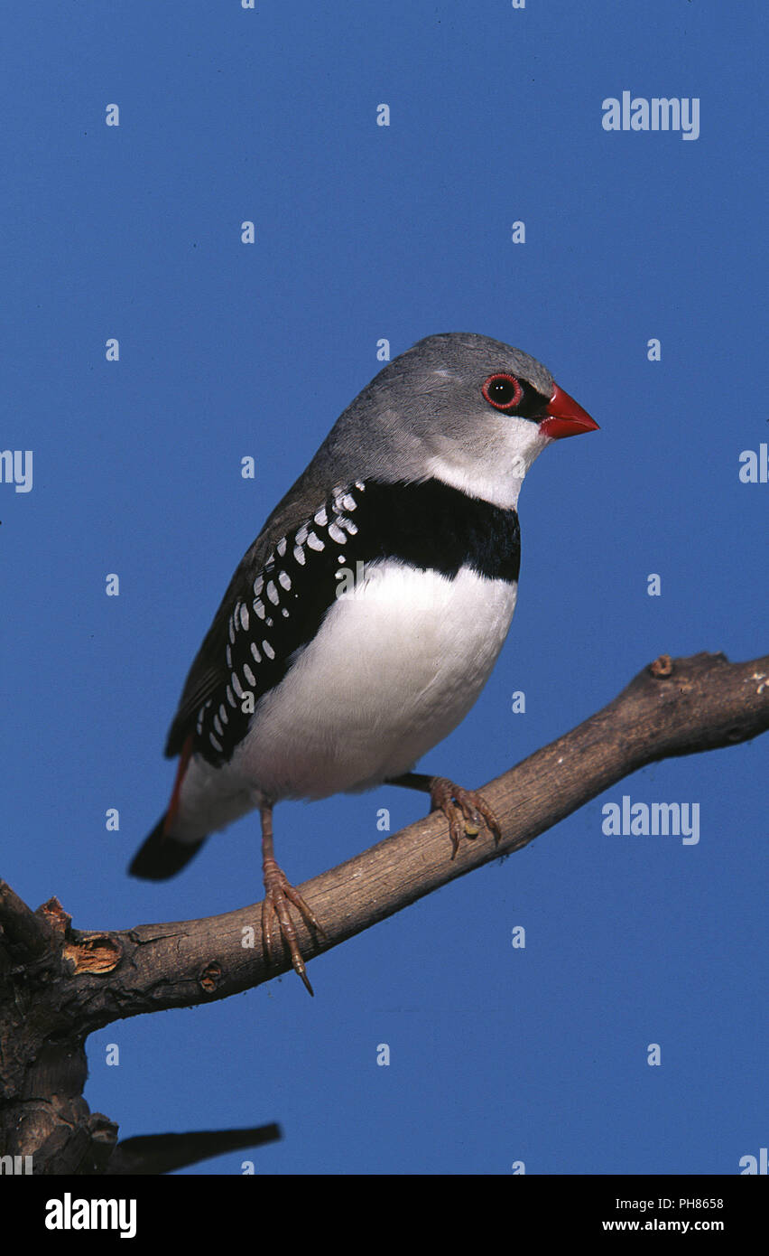 Diamond finches hi-res stock photography and images - Alamy