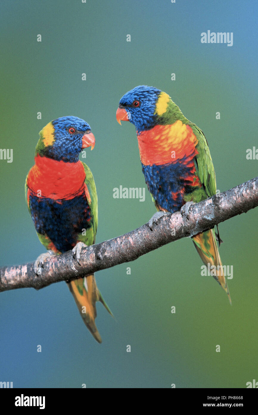 Lorier hi-res stock photography and images - Alamy