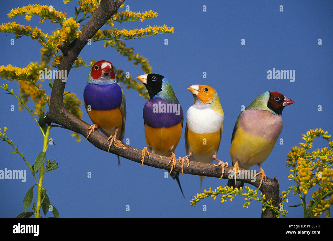 Gouldamadine High Resolution Stock Photography and Images - Alamy