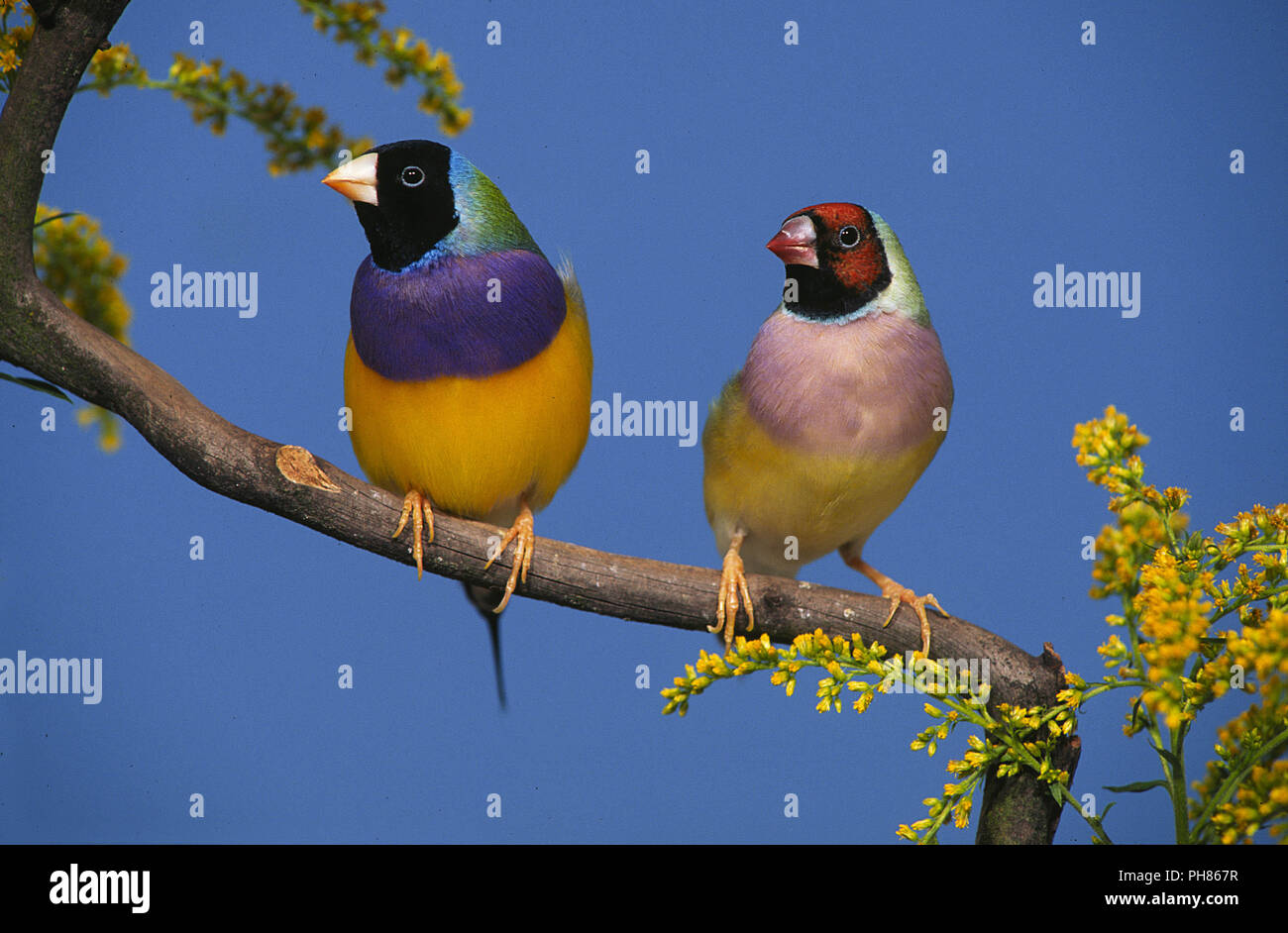Gouldamadine hi-res stock photography and images - Alamy