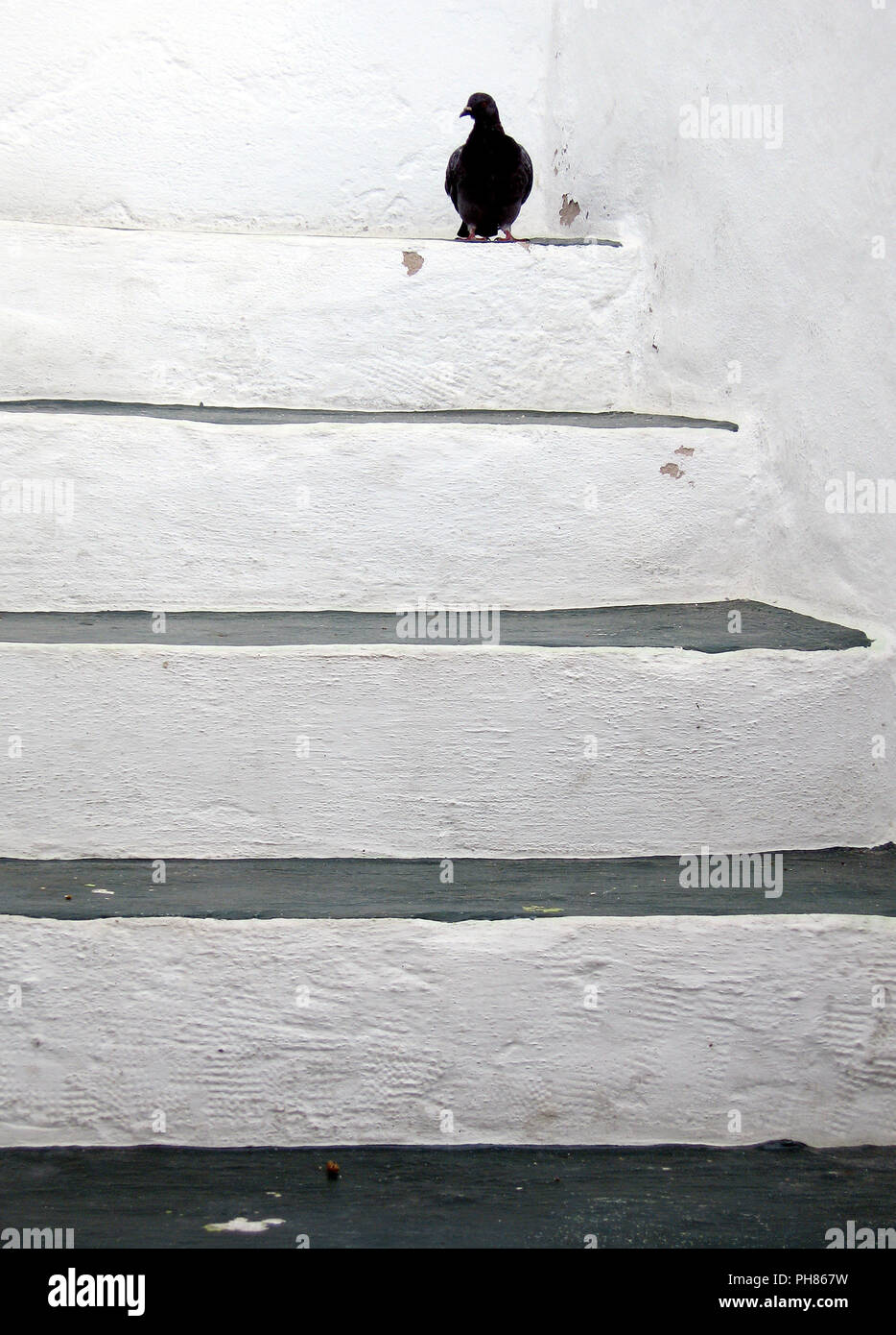 Pigeon on top of whitewashed stone steps at Binibeca Vell, Menorca ...