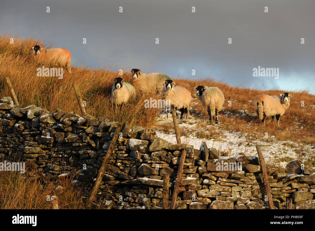 Six Swaledale sheep behind a dry stone wall on a hill farm high on ...