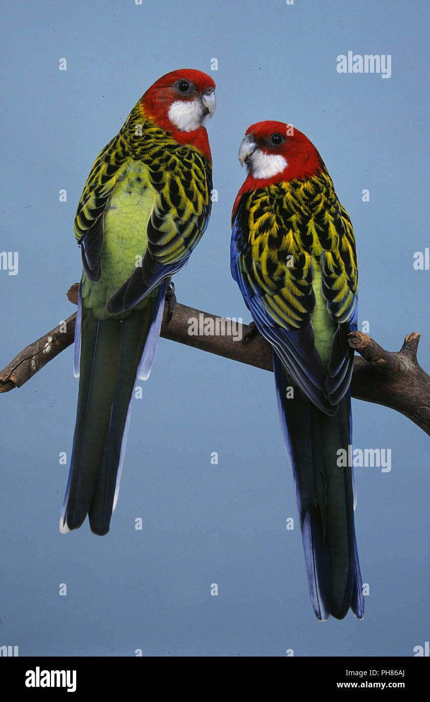 Eastern Rosella High Resolution Stock Photography and Images - Alamy