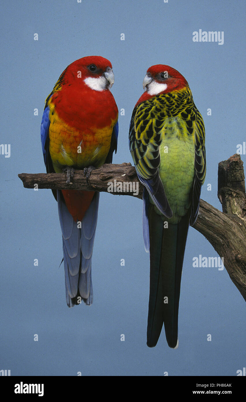 Eastern Rosella High Resolution Stock Photography and Images - Alamy