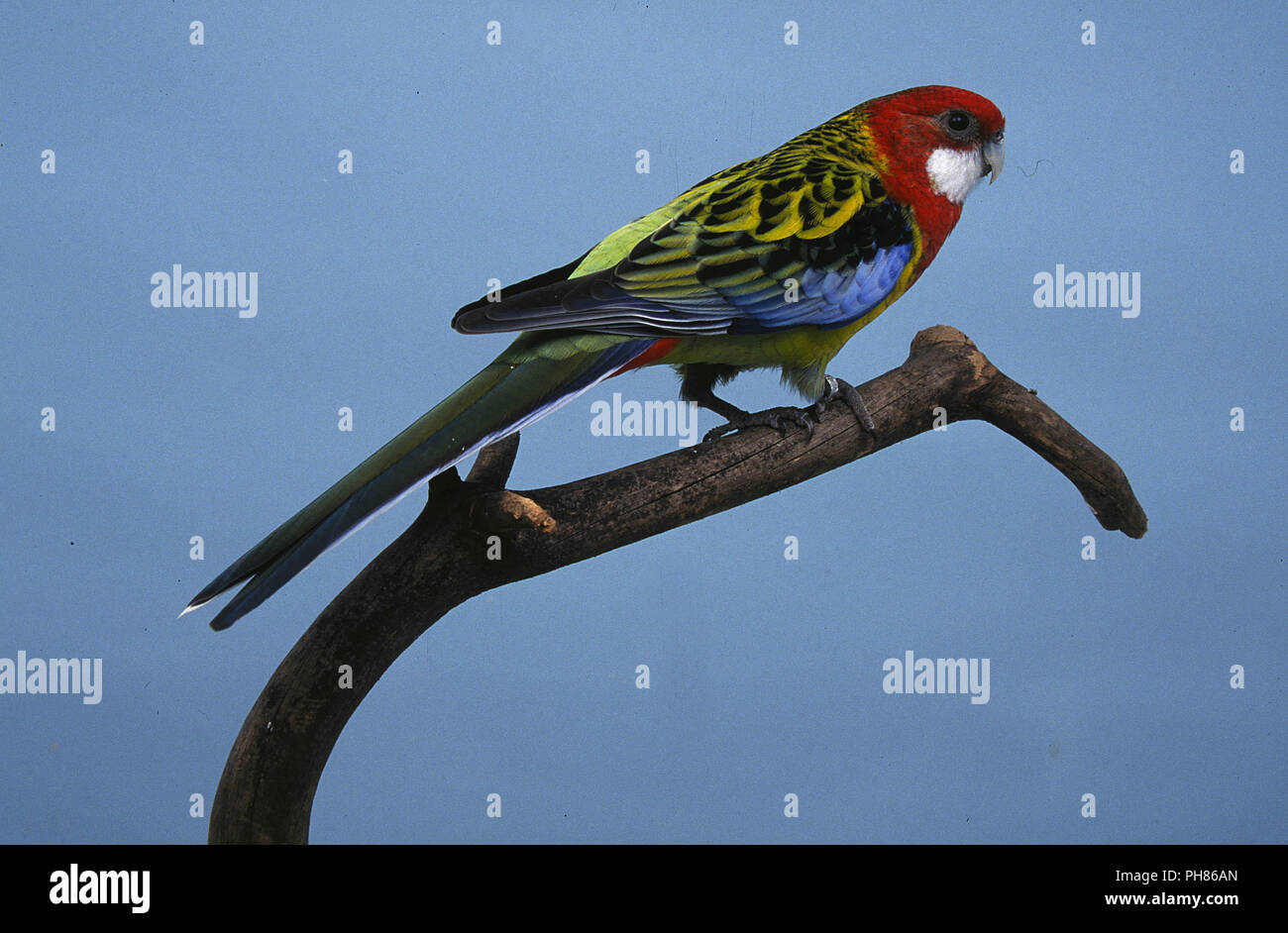 Eastern rosella hi-res stock photography and images - Alamy
