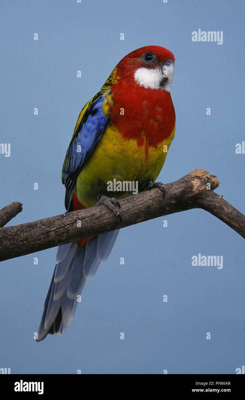 Eastern rosella hi-res stock photography and images - Alamy