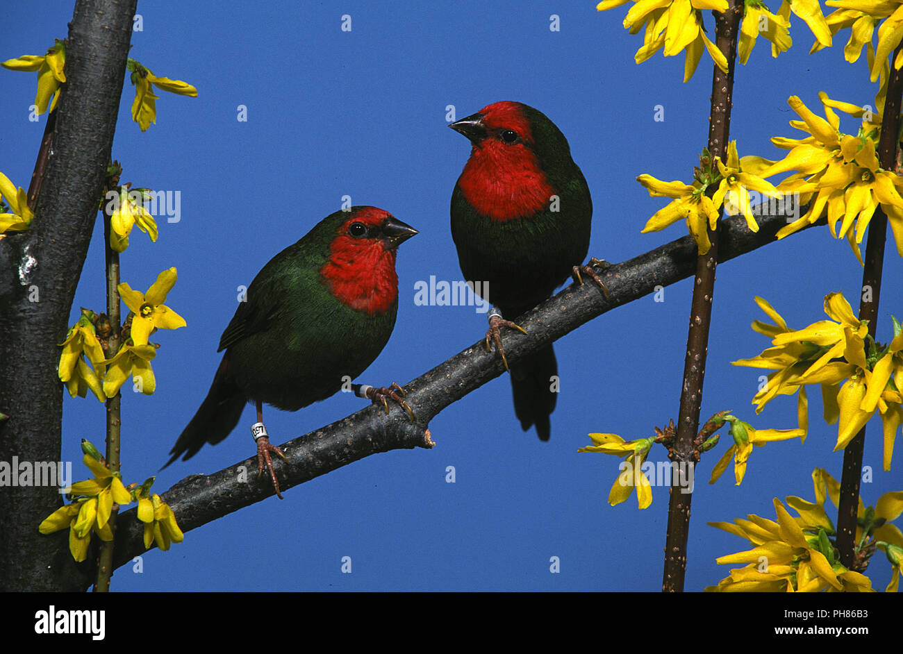 Red throated finch hi-res stock photography and images - Alamy