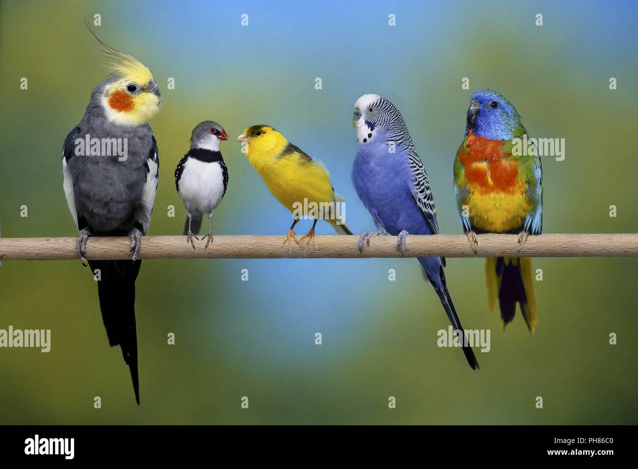 How to see birds hi-res stock photography and images - Alamy